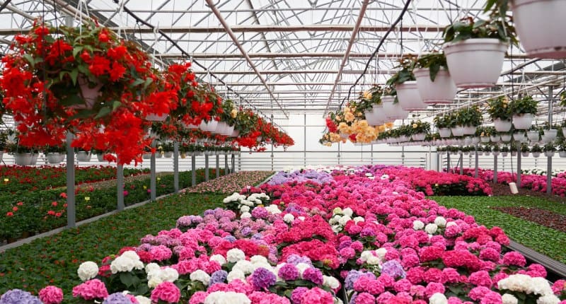 Aprire un vivaio: costi, requisiti, come funziona